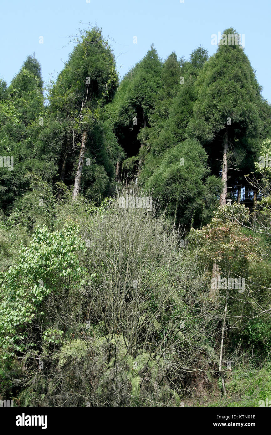 Towering conifers hi-res stock photography and images - Alamy