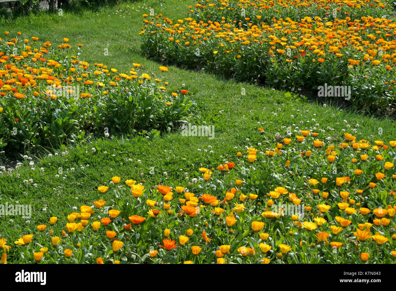 Yellow lawn patch hi-res stock photography and images - Alamy