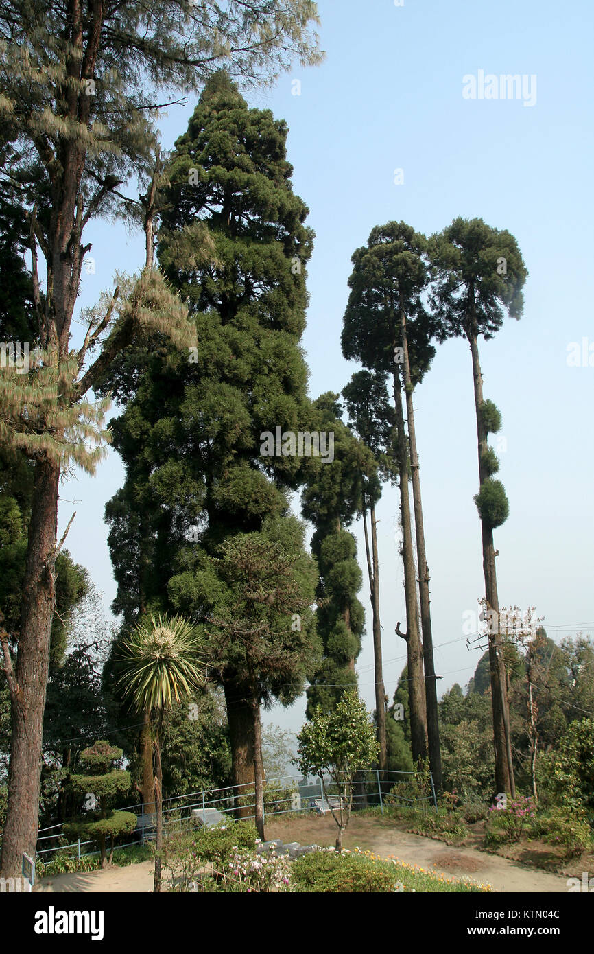 Slim, tall, trees appear like green guards Stock Photo - Alamy