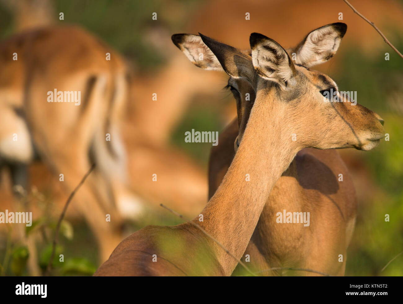 Impala (rooibok) in Kruger National Park, South Africa Stock Photo - Alamy
