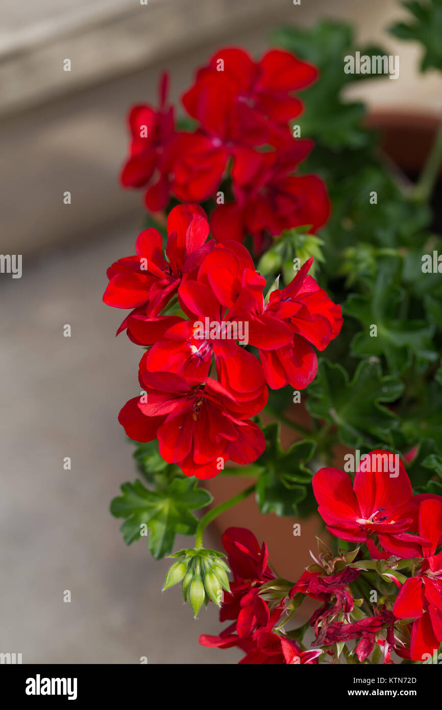 Red garden geranium flowers Stock Photo - Alamy