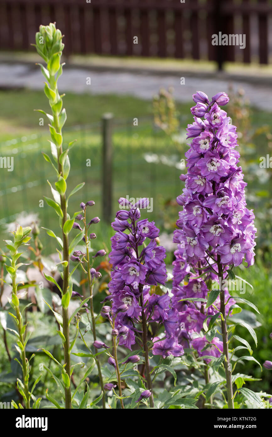 Purple Delphinium Flower in Garden Stock Photo - Alamy