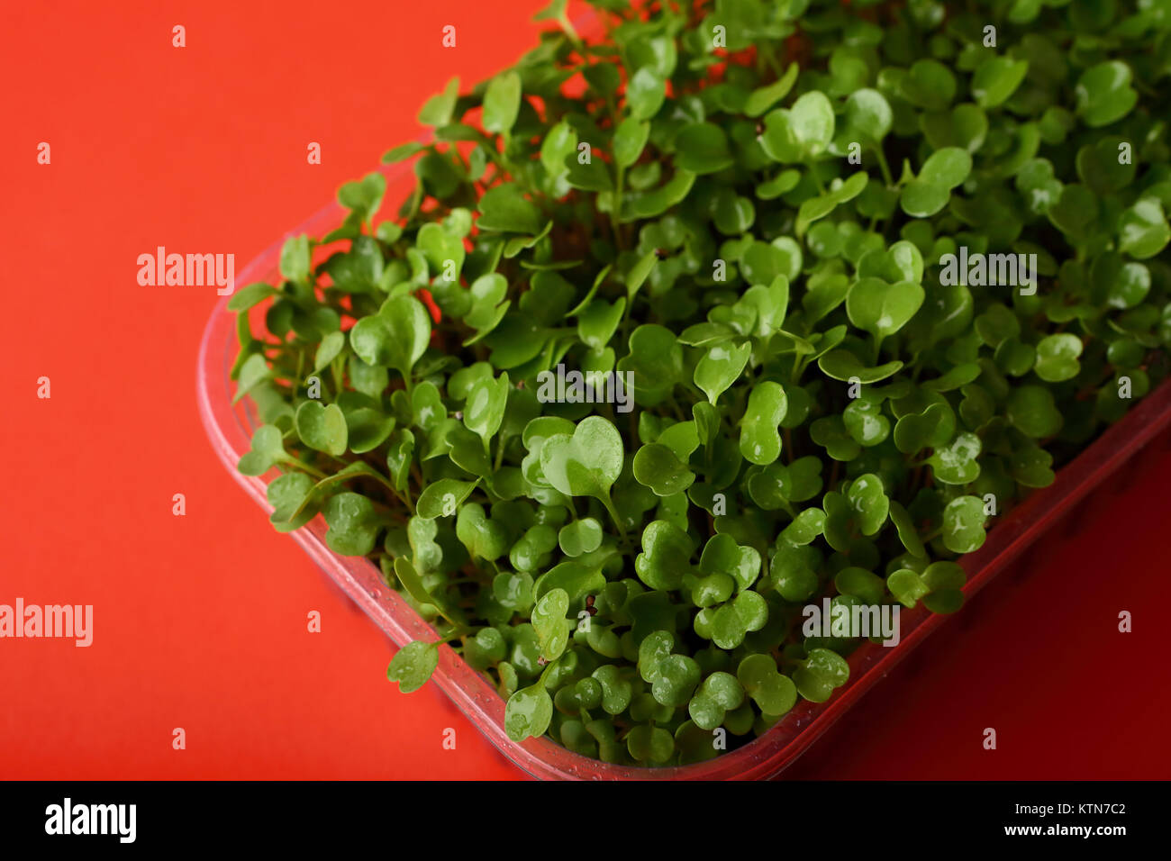 Micro chard hi-res stock photography and images - Alamy