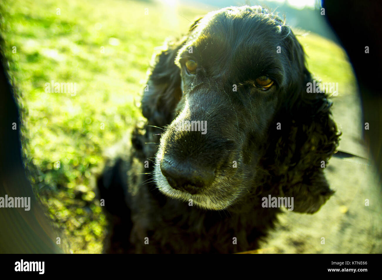 Funny cocker spaniel hi-res stock photography and images - Alamy