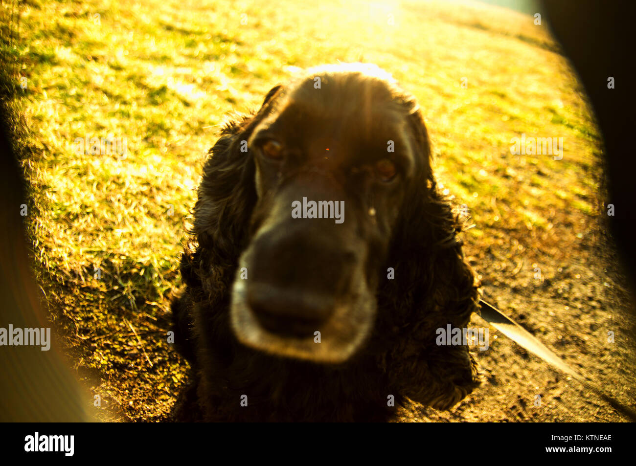 Funny cocker spaniel hi-res stock photography and images - Alamy