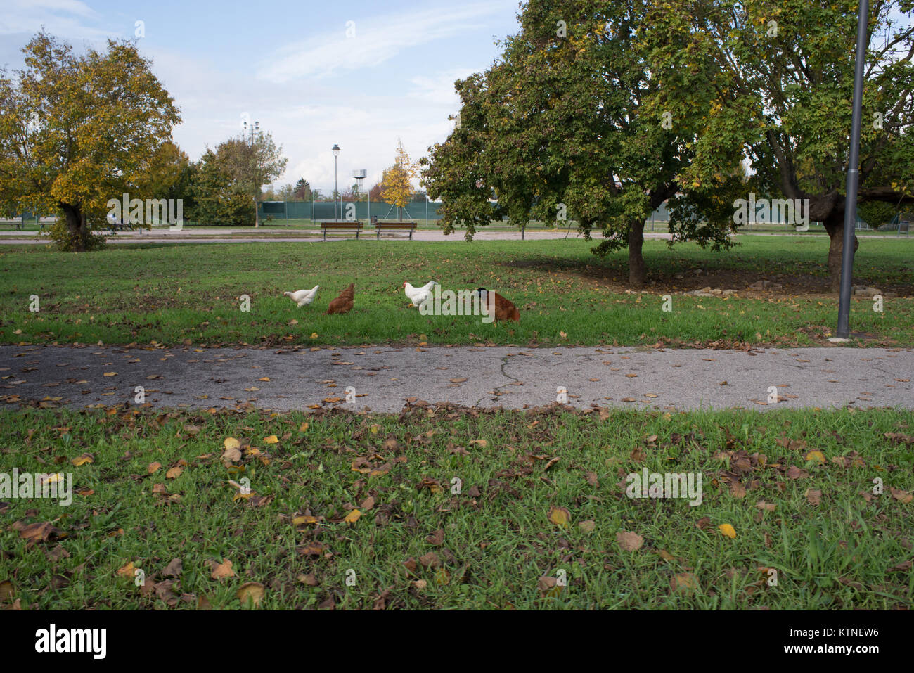 View from the road of a scene in the Tuscan countryside of four hens ...
