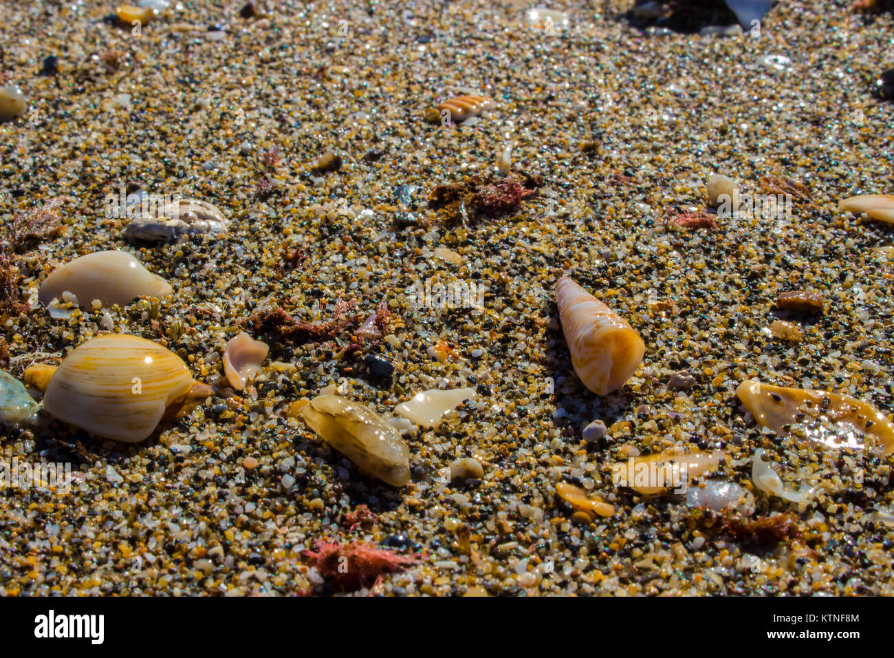 Beach, macro. Stones, seashells, sea shore. Marbella. Malaga province ...