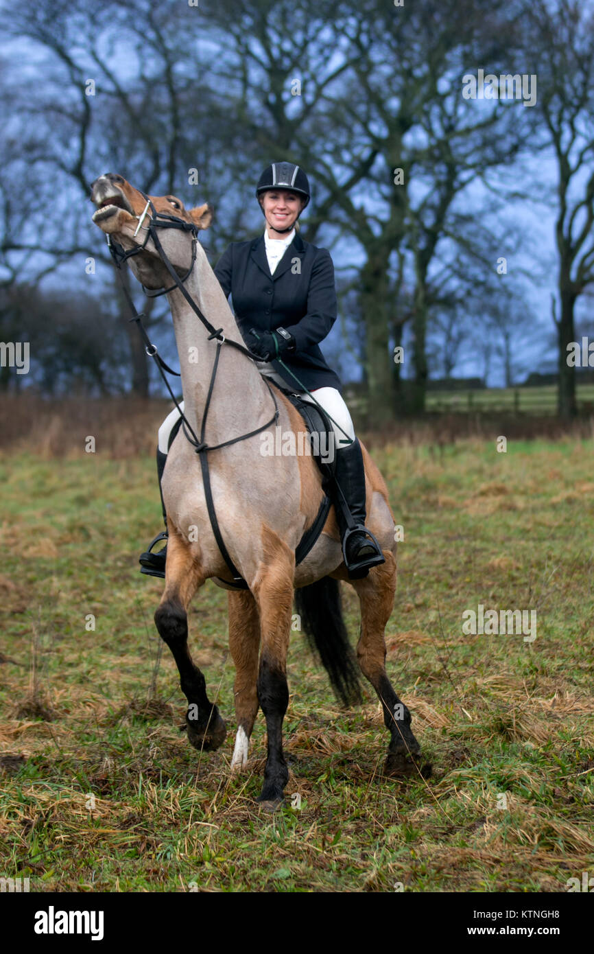 English Hunting Horse High Resolution Stock Photography and Images - Alamy
