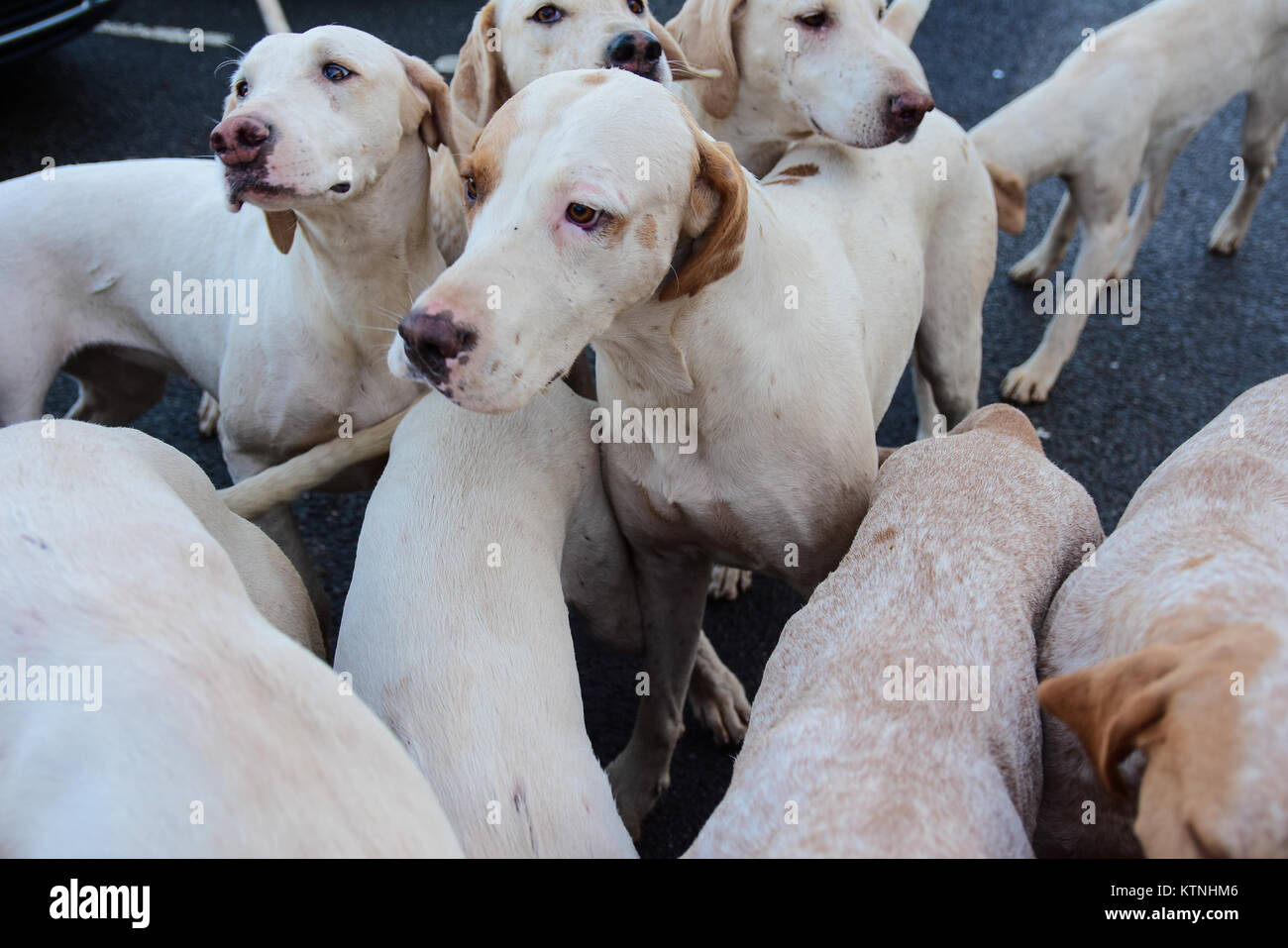 Moy, UK. 26th Dec, 2017. The South Tyrone Fox Hounds annual Boxing day ...