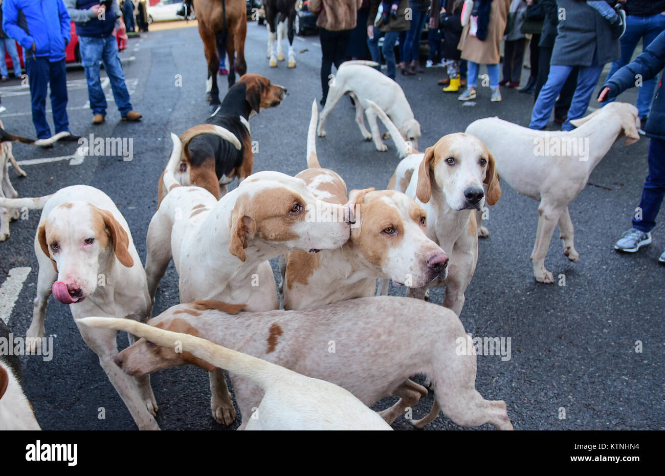 Irish fox hunt hi-res stock photography and images - Alamy