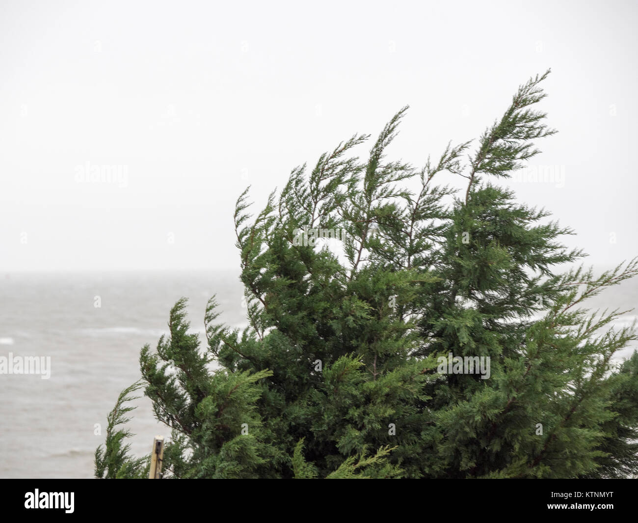 Sheerness, Kent, UK. 27th Dec, 2017. UK Weather: a very wet and windy ...