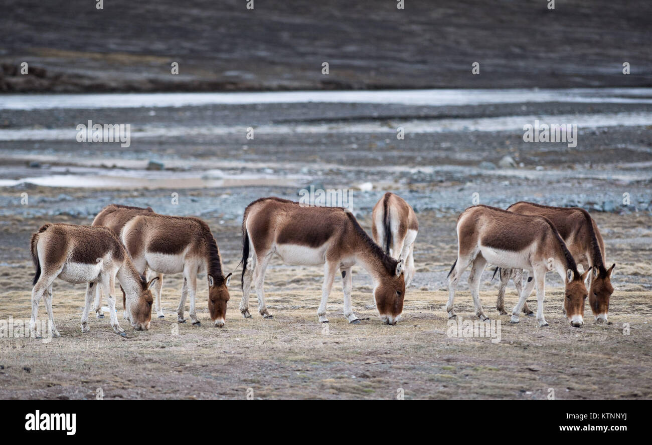 Tibetan wild donkeys hi-res stock photography and images - Alamy