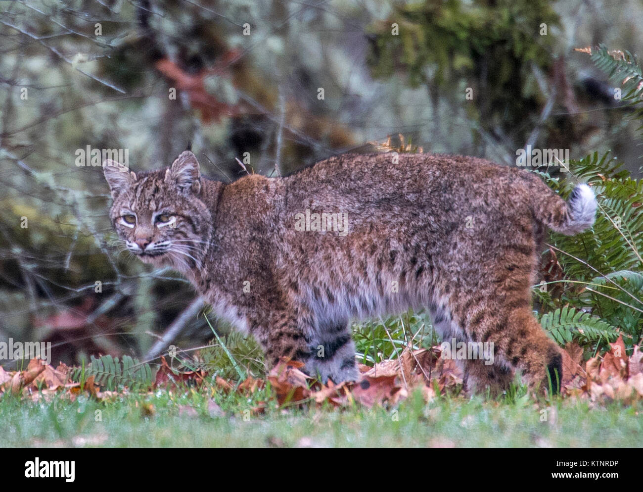 North american cat hi-res stock photography and images - Alamy