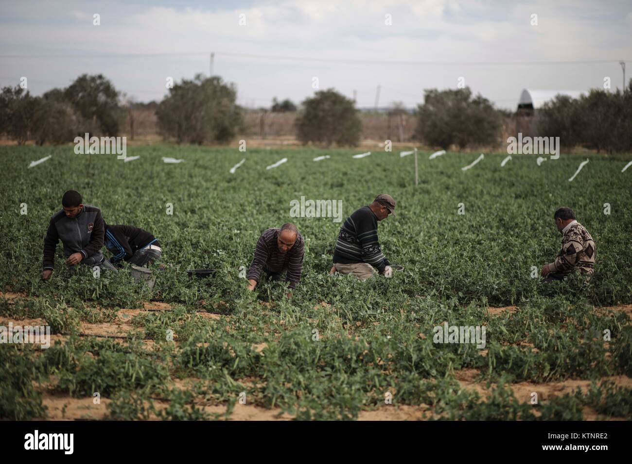 Gaza. 27th Dec, 2017. Palestinian farmers harvest crops in a farm in ...