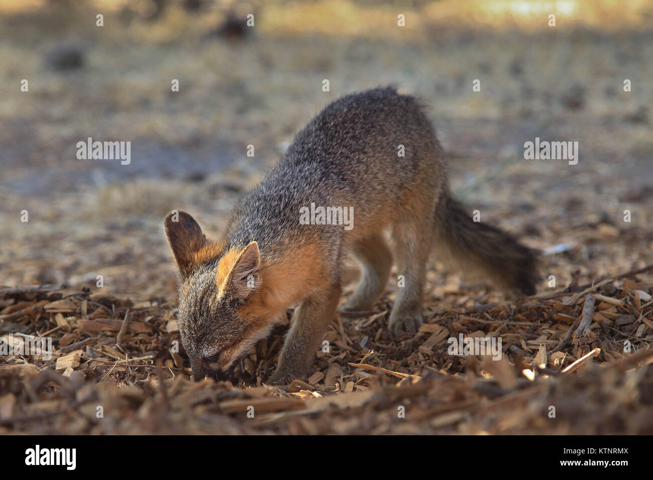 Fox digging hi-res stock photography and images - Alamy