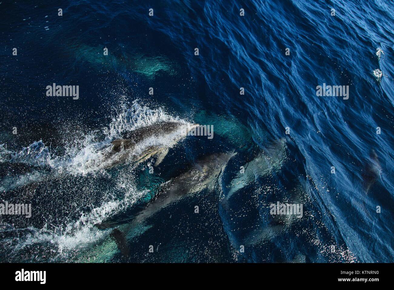 Pacific Ocean, California, USA. 15th Aug, 2017. A playful pod of ...