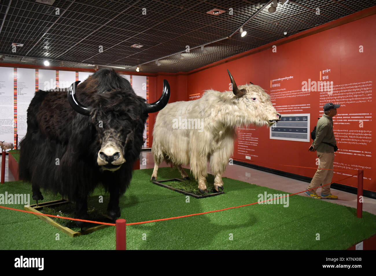 Guangzhou, China's Guangdong Province. 28th Dec, 2017. Yak samples are ...