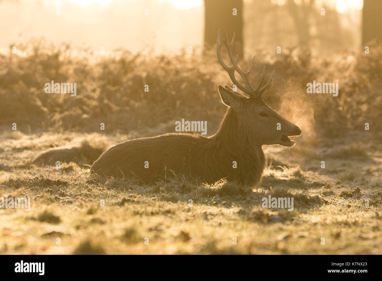 London, UK. 28th Dec, 2017. A deer sits on frozen ground in Bushy Park ...