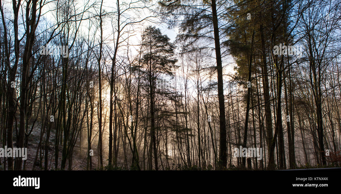 Misty forest as the sun rises Stock Photo - Alamy