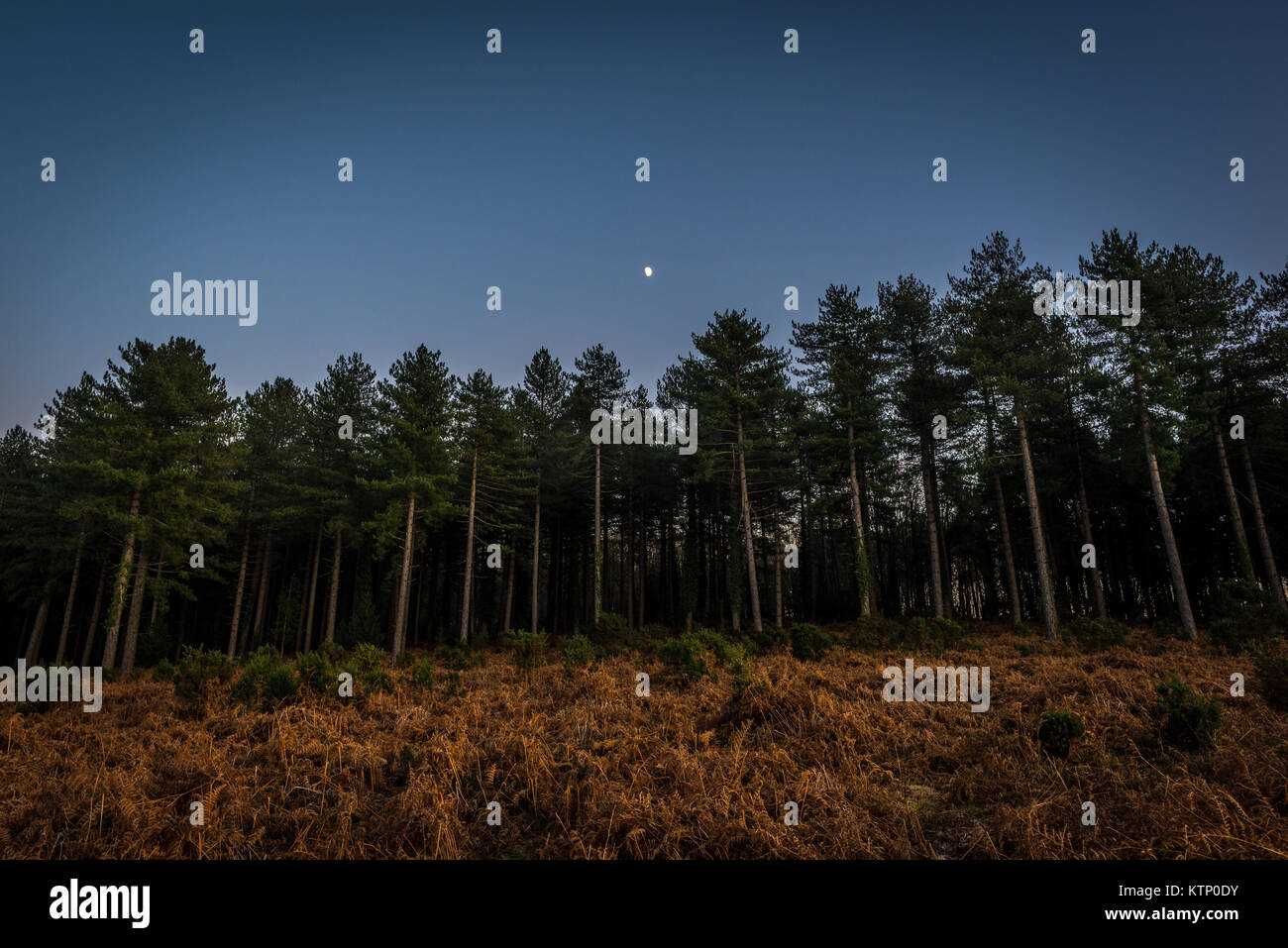 Moonlight moon hi-res stock photography and images - Alamy