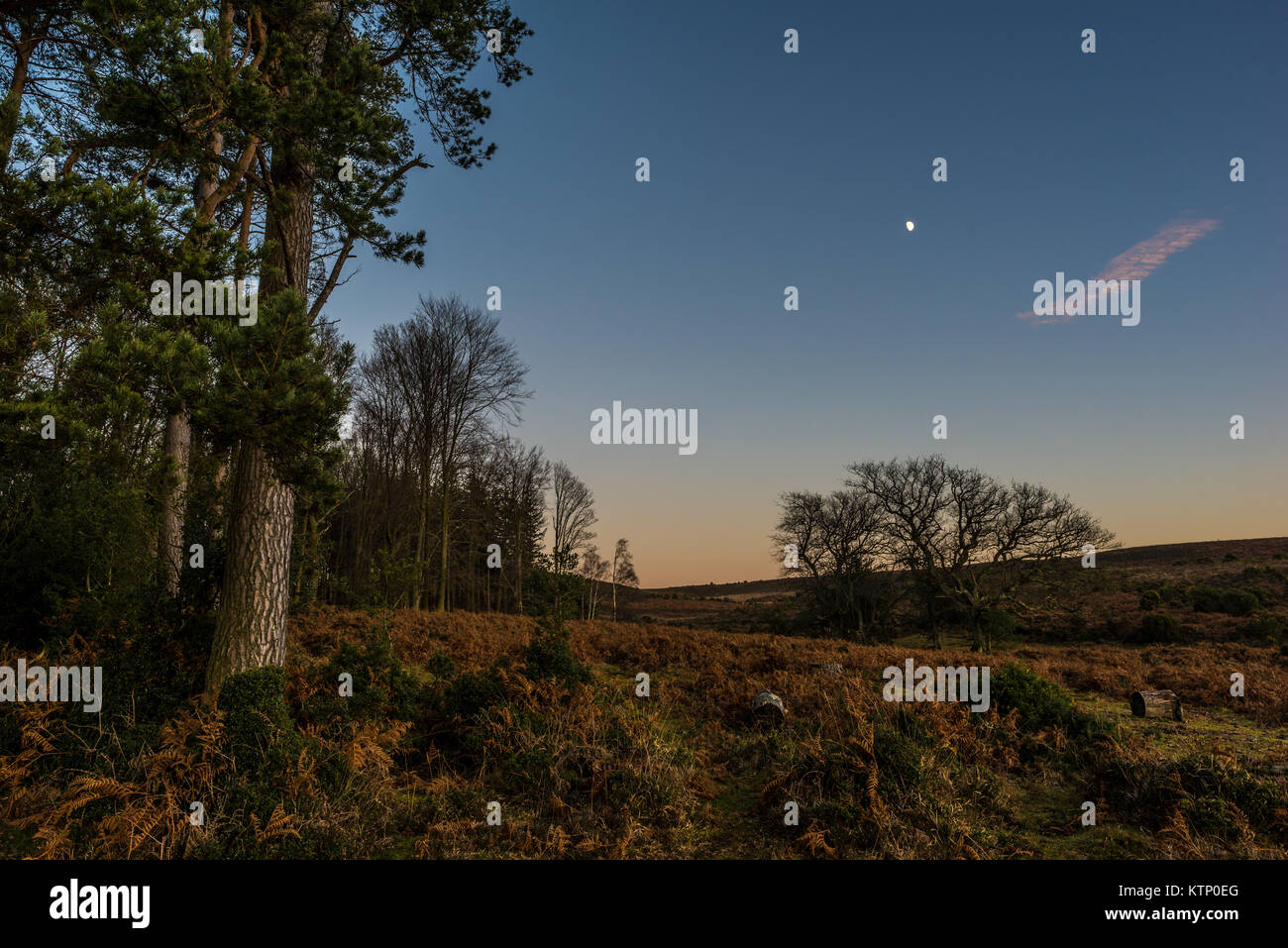 Night forest trees uk hi-res stock photography and images - Alamy