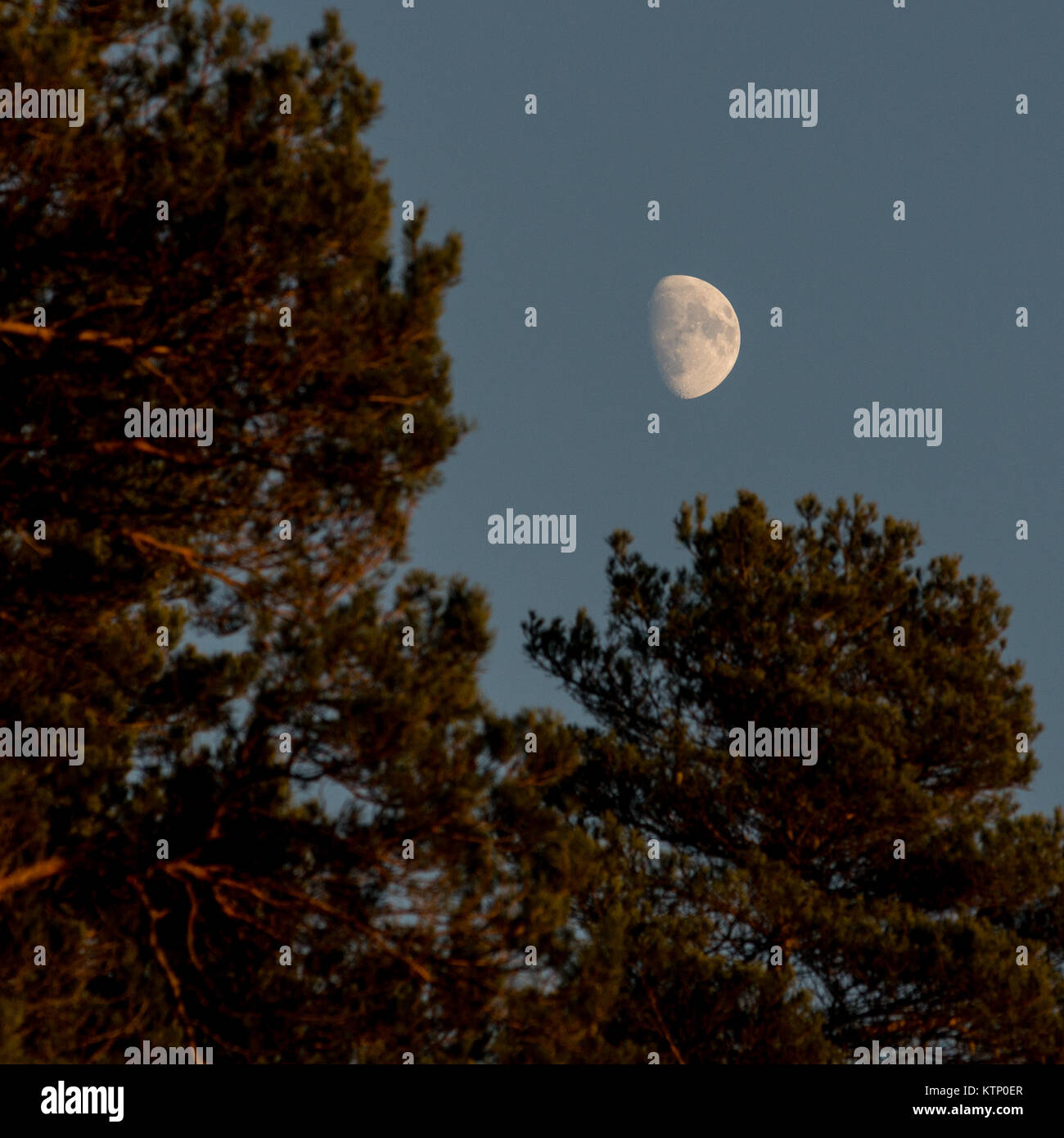 Moonlight trees hi-res stock photography and images - Alamy