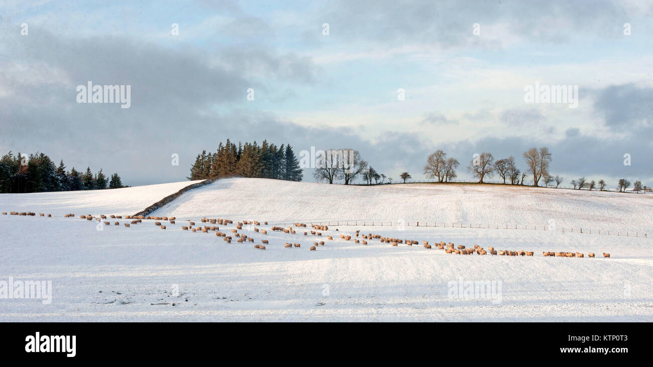 Sennybridge, Brecon Beacons, UK. 28th Dec, 2017. Sheep trudge across ...