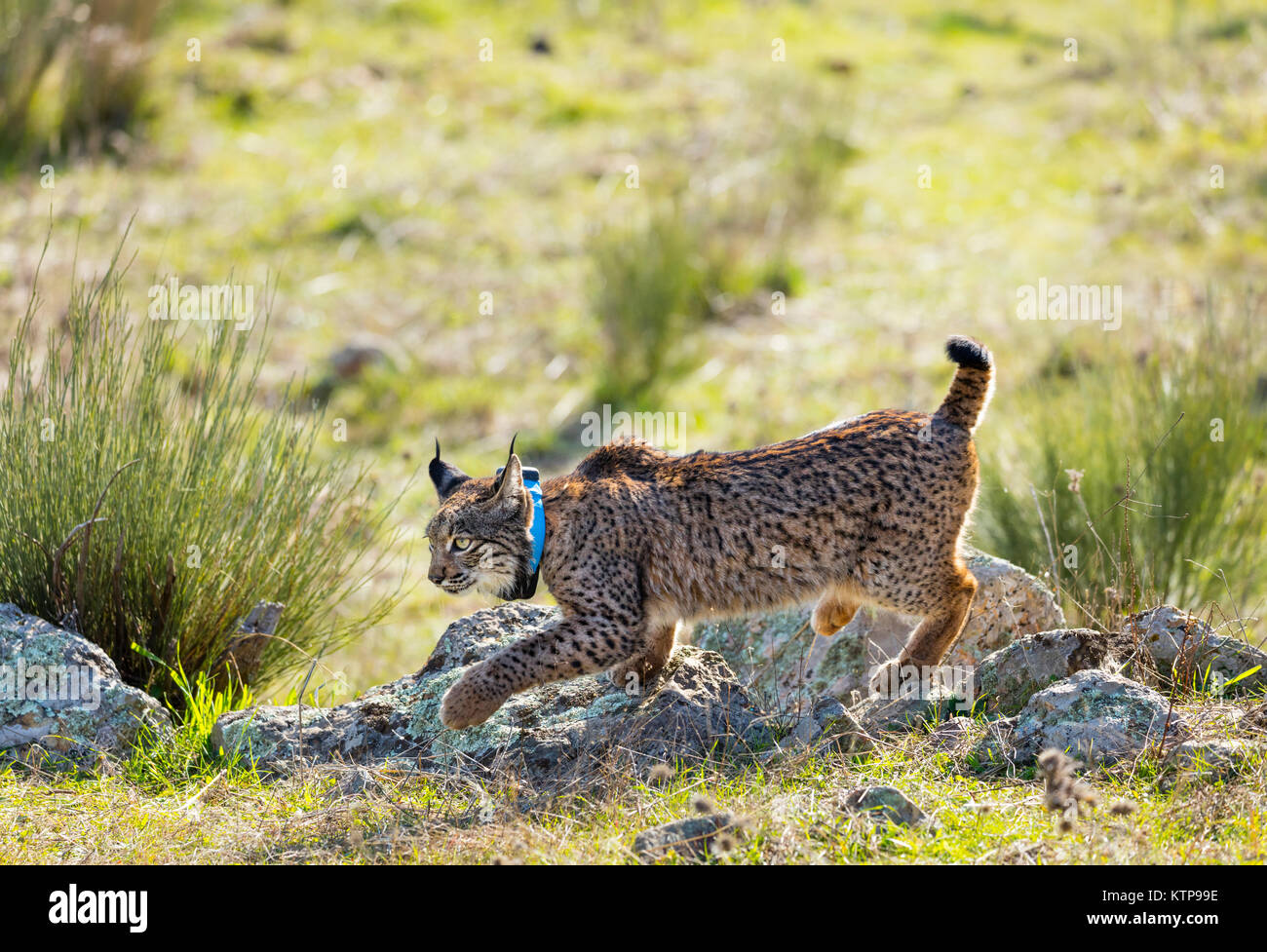 Iberian lynx hi-res stock photography and images - Alamy