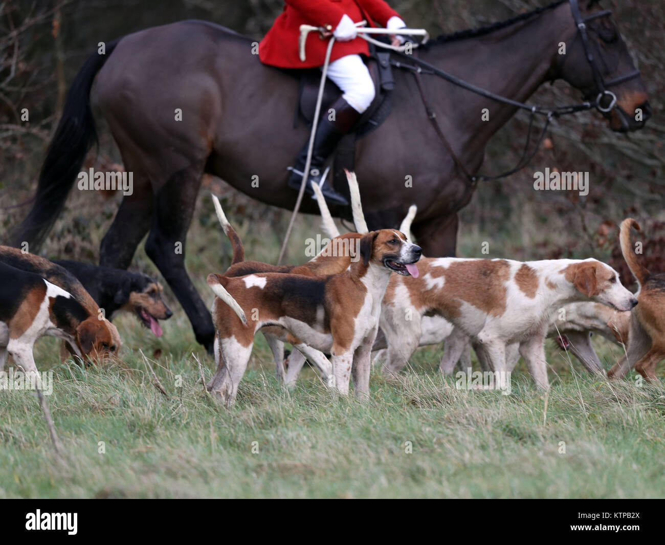 A rider and hounds pass over Salisbury Plain during the Tedworth Boxing ...
