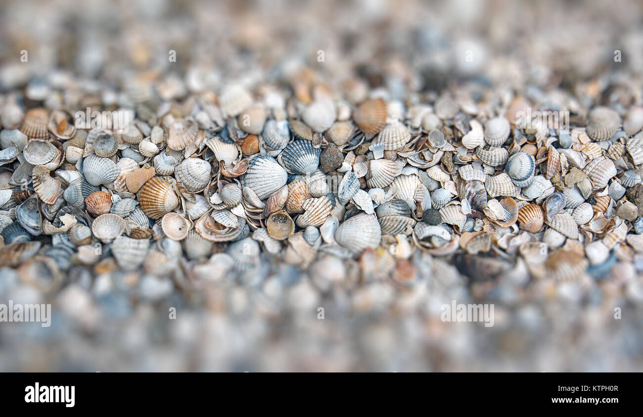 sea shells background Stock Photo - Alamy