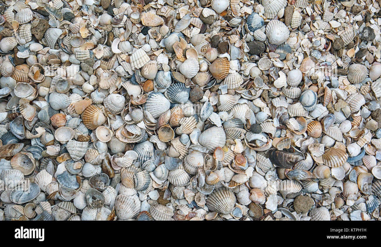 sea shells background Stock Photo - Alamy