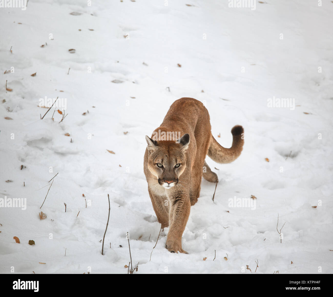 Puma in the woods, single cat on snow, wildlife America Stock Photo - Alamy