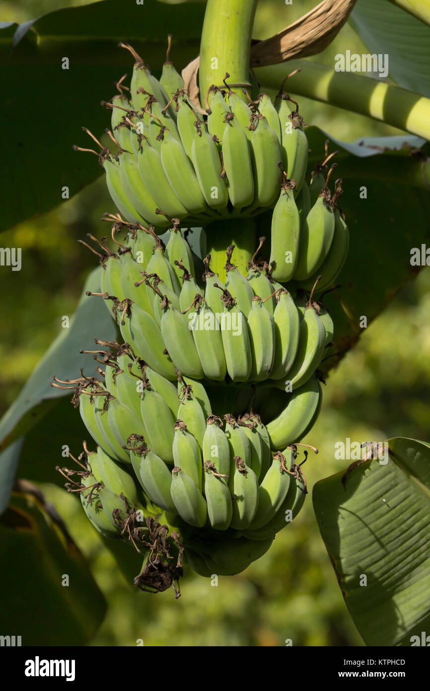 Close up of Green banana on tree, Pisang Awak banana Stock Photo - Alamy