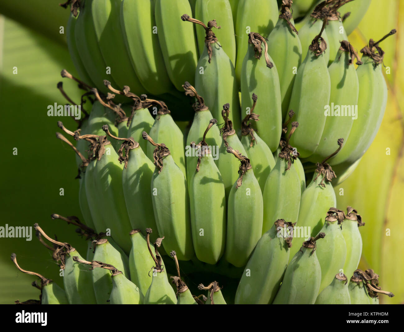 Close up of Green banana on tree, Pisang Awak banana Stock Photo - Alamy