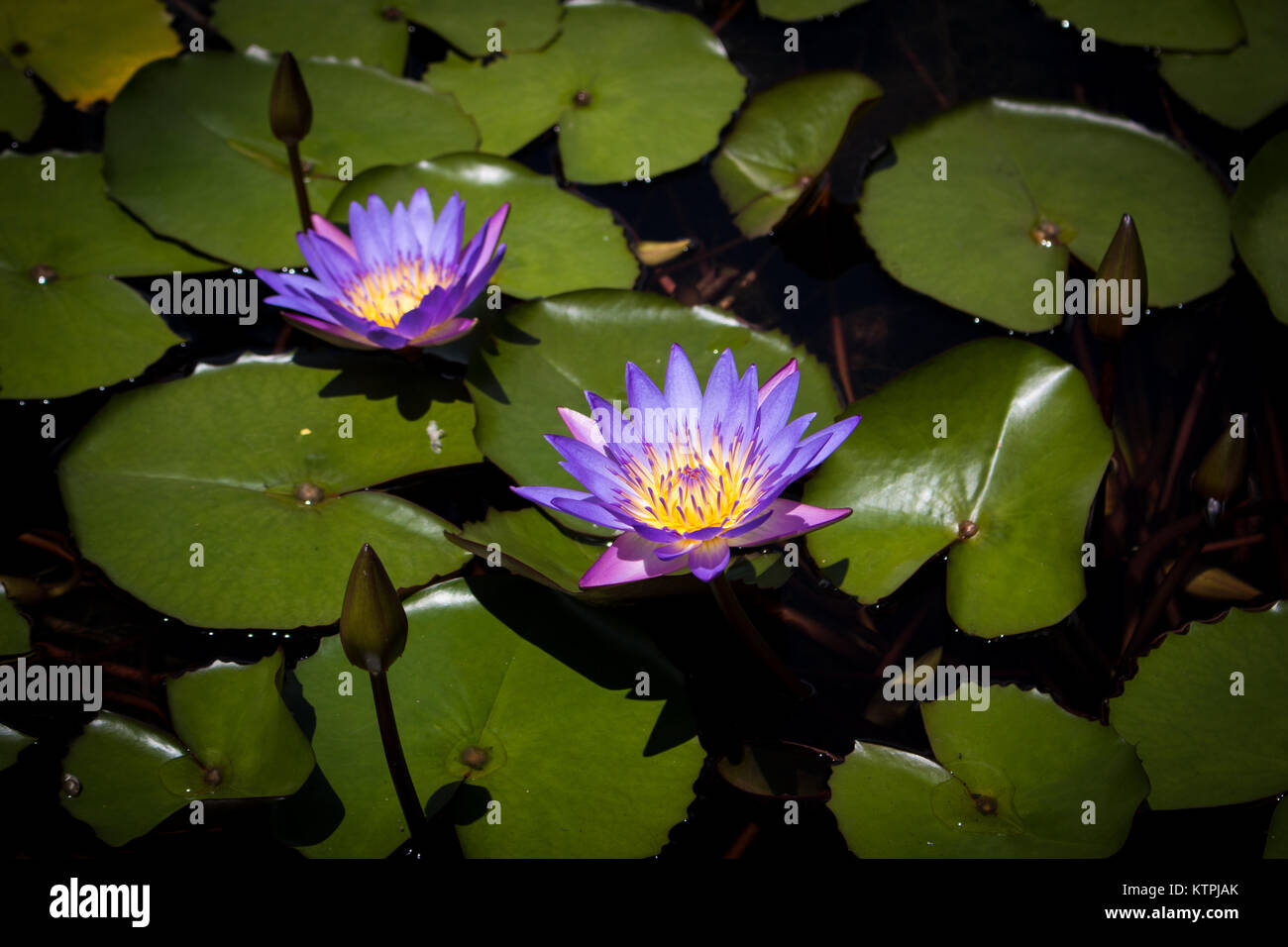 Violet water lily flower hi-res stock photography and images - Alamy
