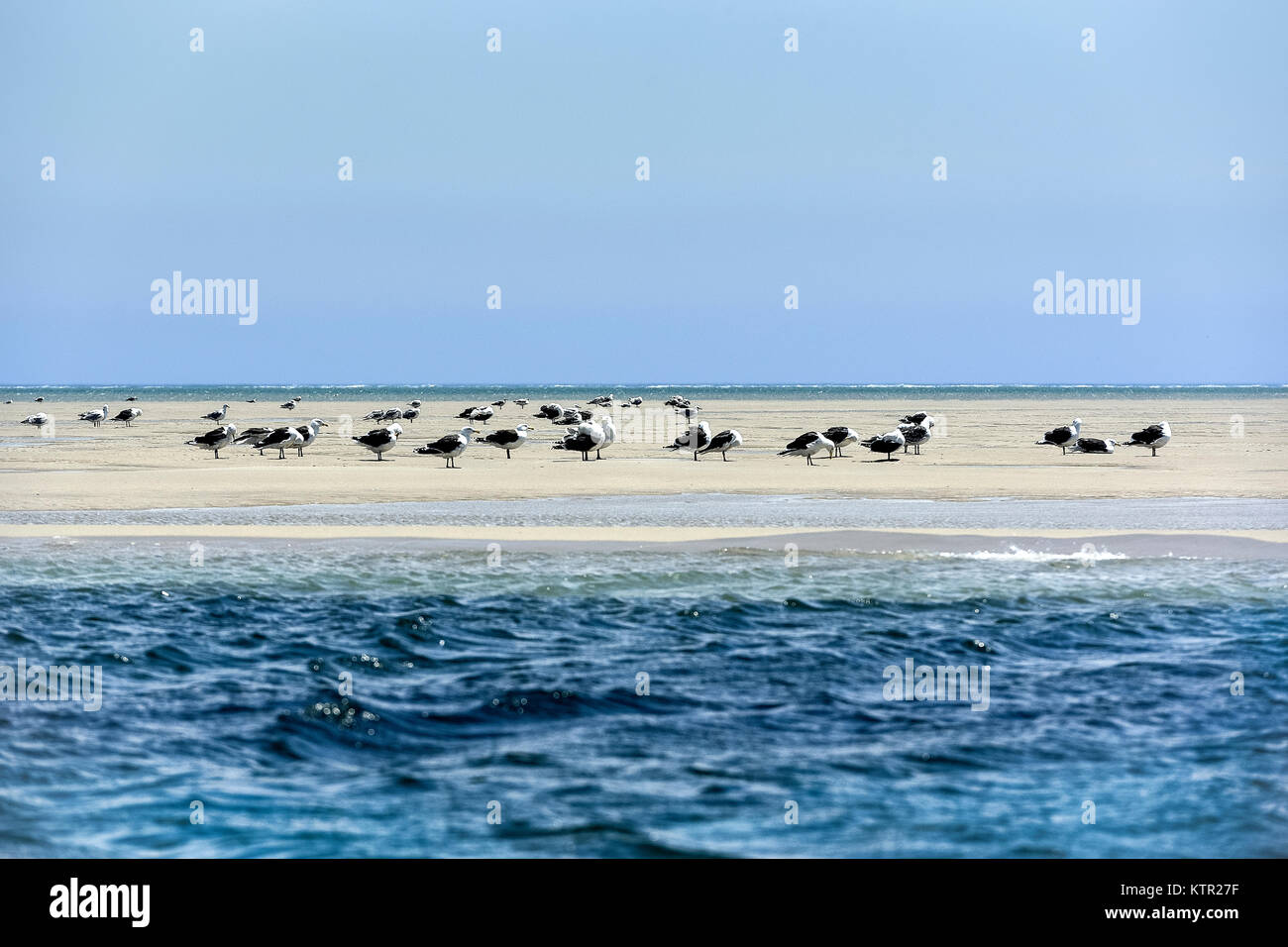 Group of seagulls on a sandbar, Cape Cod, Massachusetts, USA Stock ...