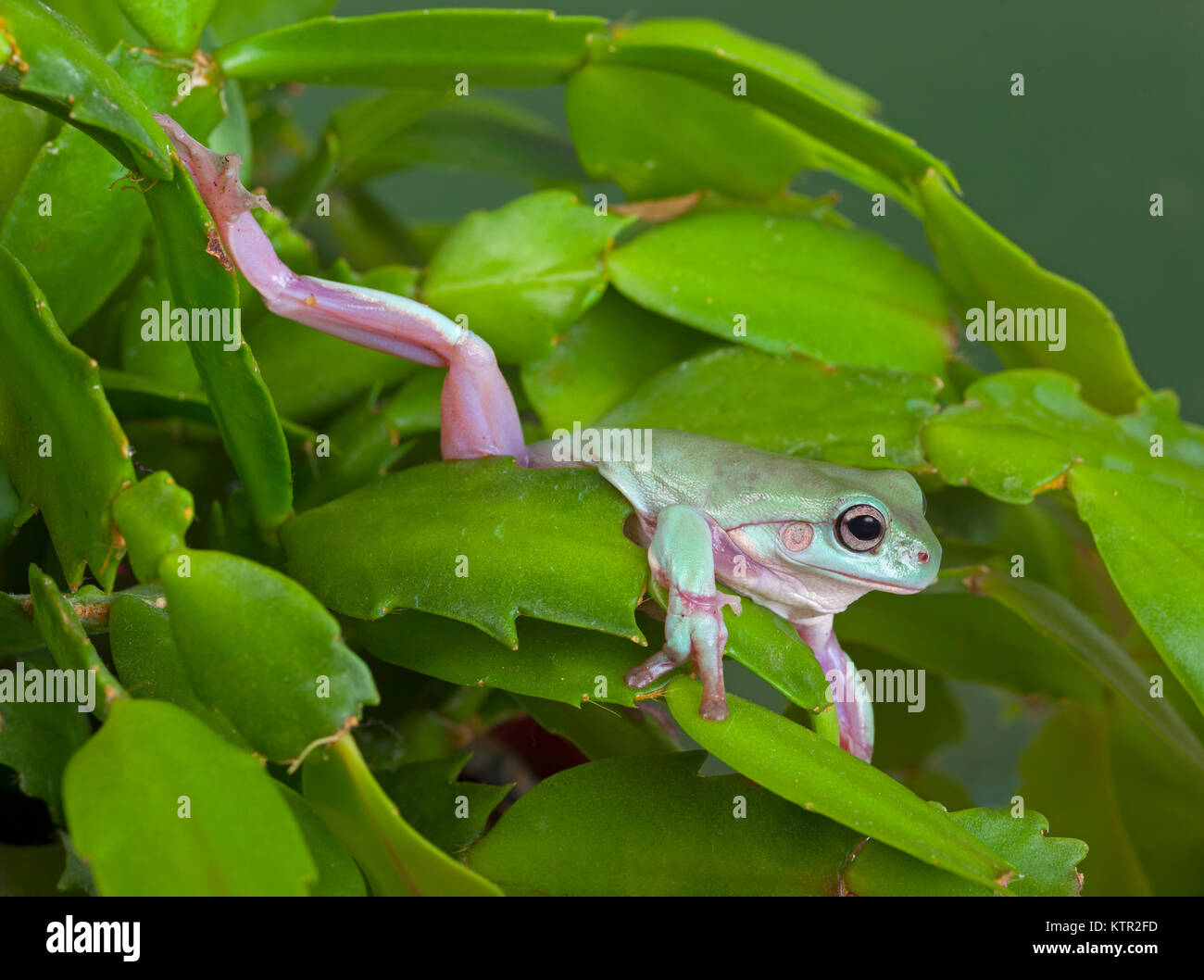 Fat Whites High Resolution Stock Photography and Images - Alamy