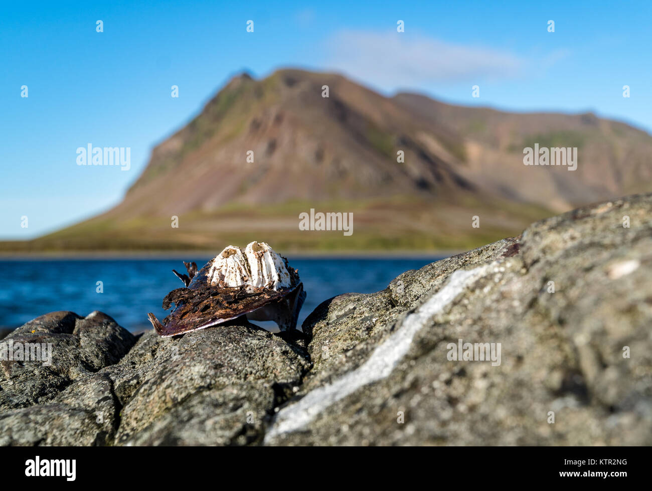 Old mussel with barnacles on a rock with mountains in the background in ...