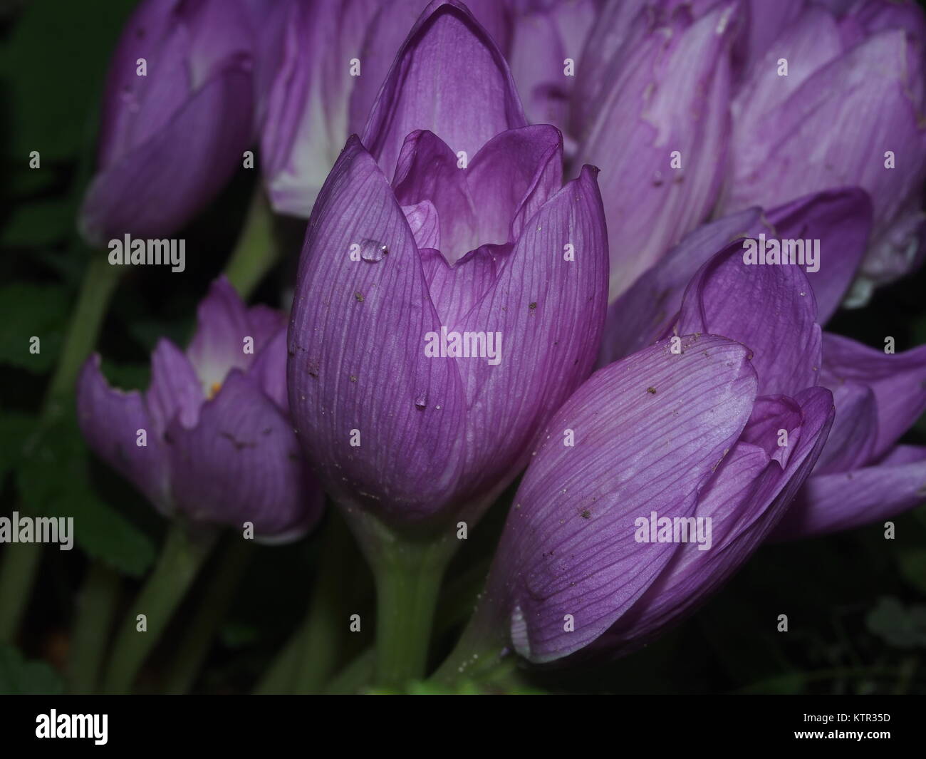 purple flower buds of Colchicum. Autumn flowers. Close-up Stock Photo ...