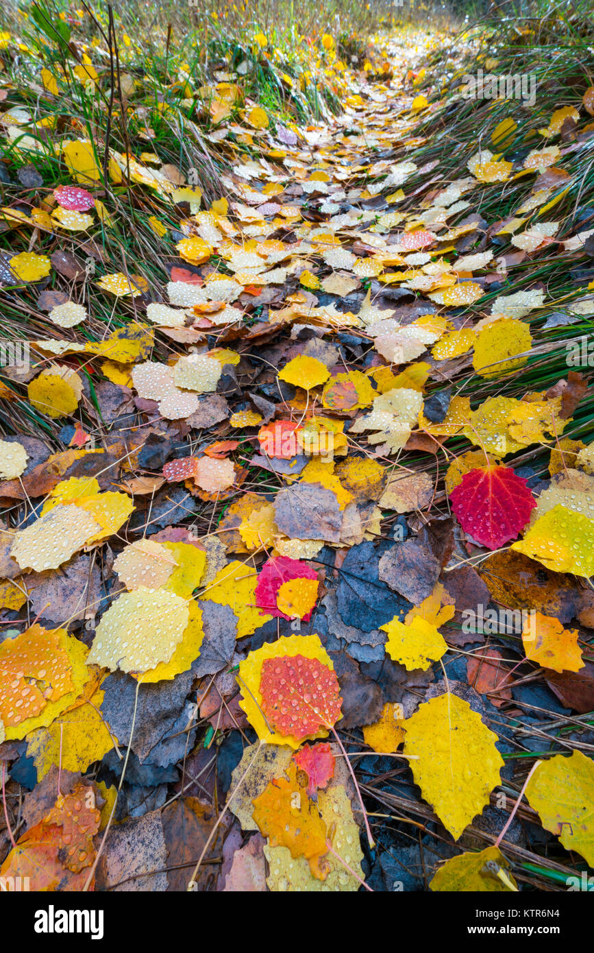 AUTUMN, Populus tremula, commonly called aspen, common aspen, Eurasian ...