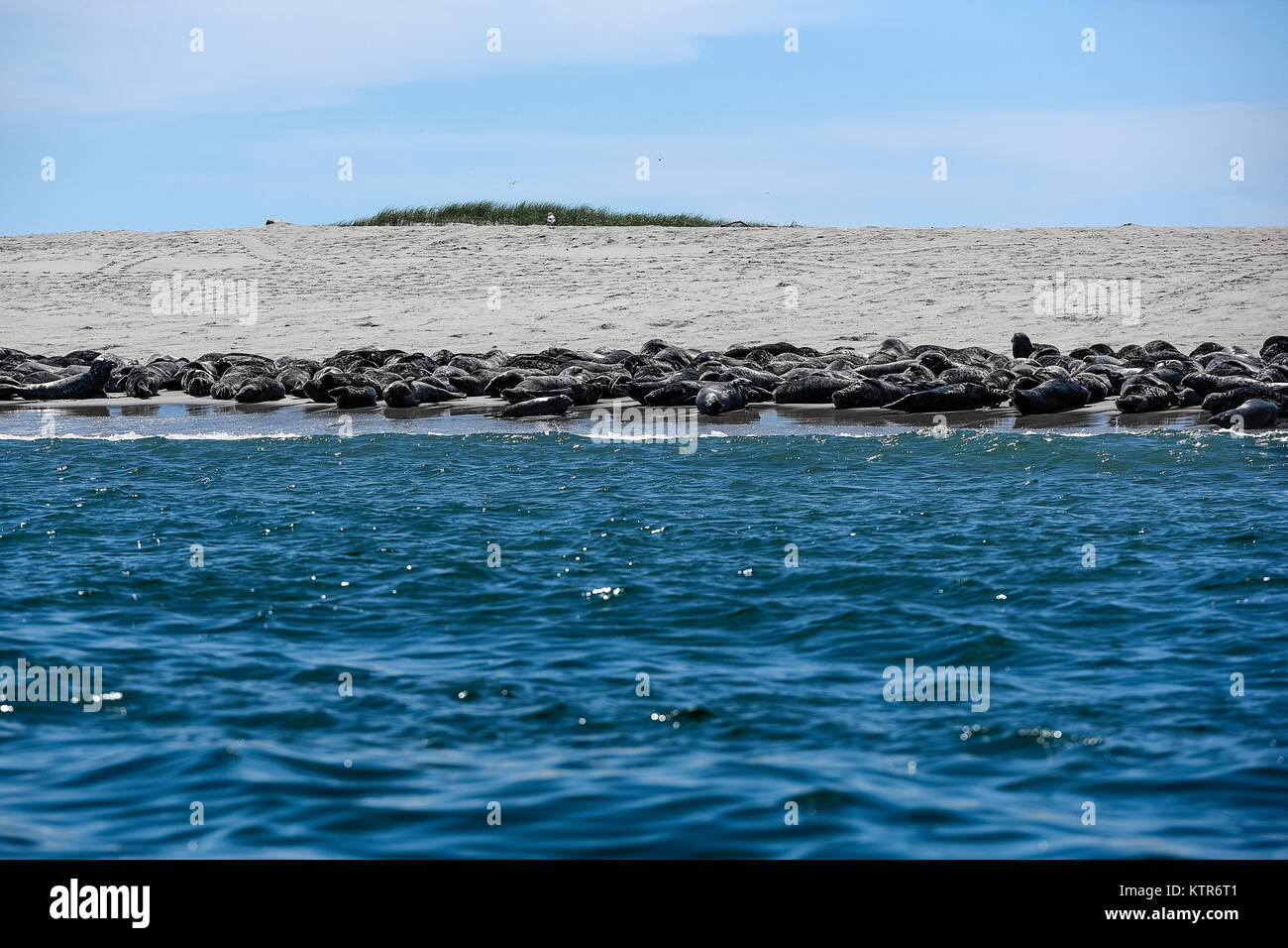 Seals sunning on the beach, Monomoy Island, Chatham, Cape Cod ...