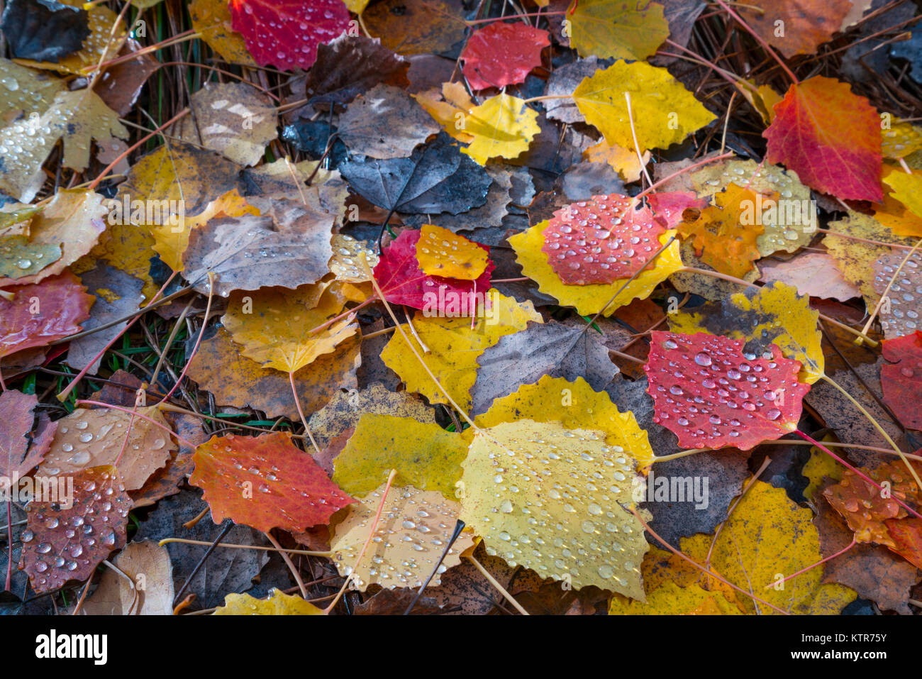 AUTUMN, Populus tremula, commonly called aspen, common aspen, Eurasian ...