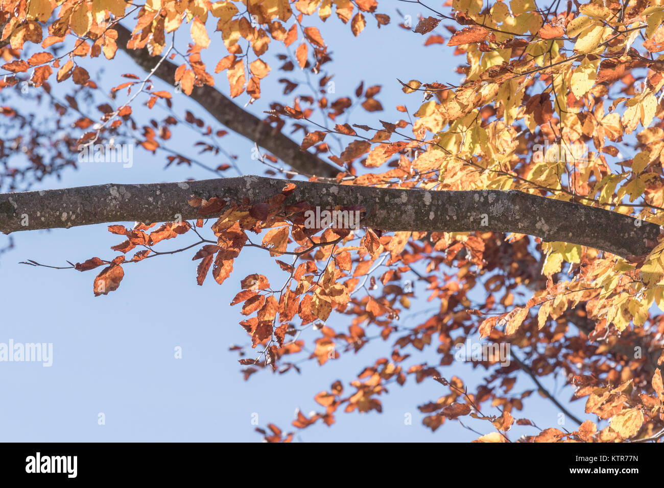 tree branch horizontal and leaves Stock Photo - Alamy