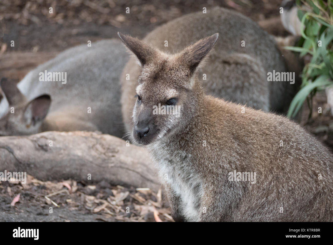 wallaby in an australian zoo Stock Photo - Alamy