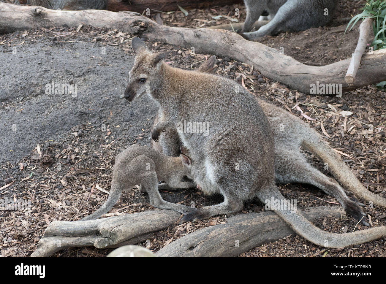 wallaby in an australian zoo Stock Photo - Alamy