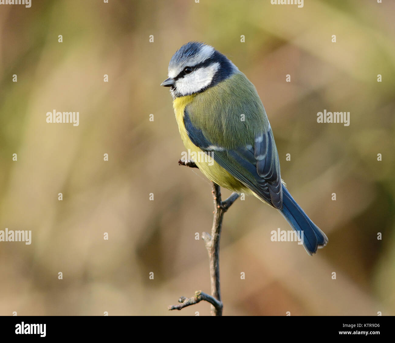 blue ti perched on top of thin stick with bokeh autumn colours in ...