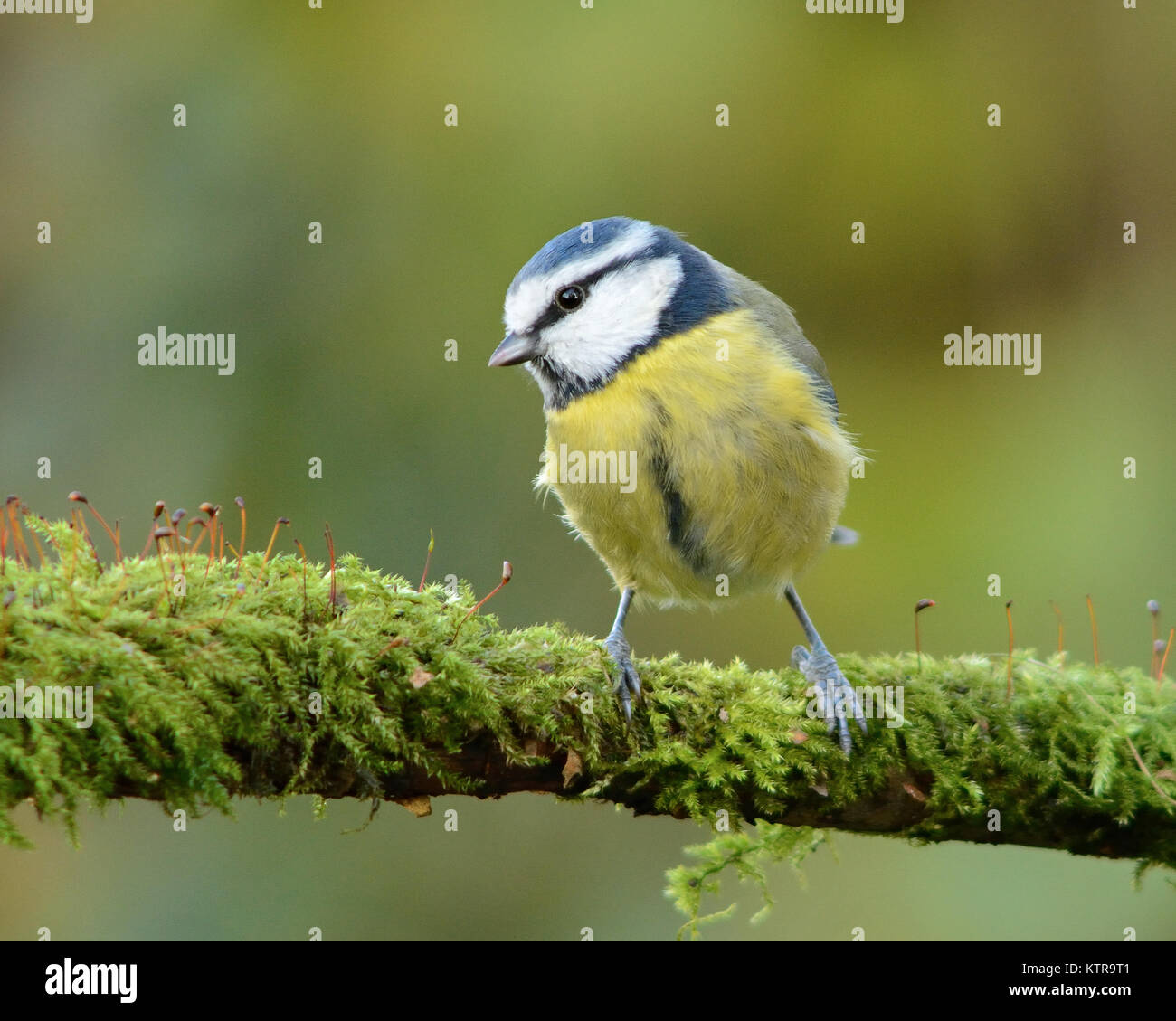 Blue tit on mossy stick in garden with clear background Stock Photo - Alamy