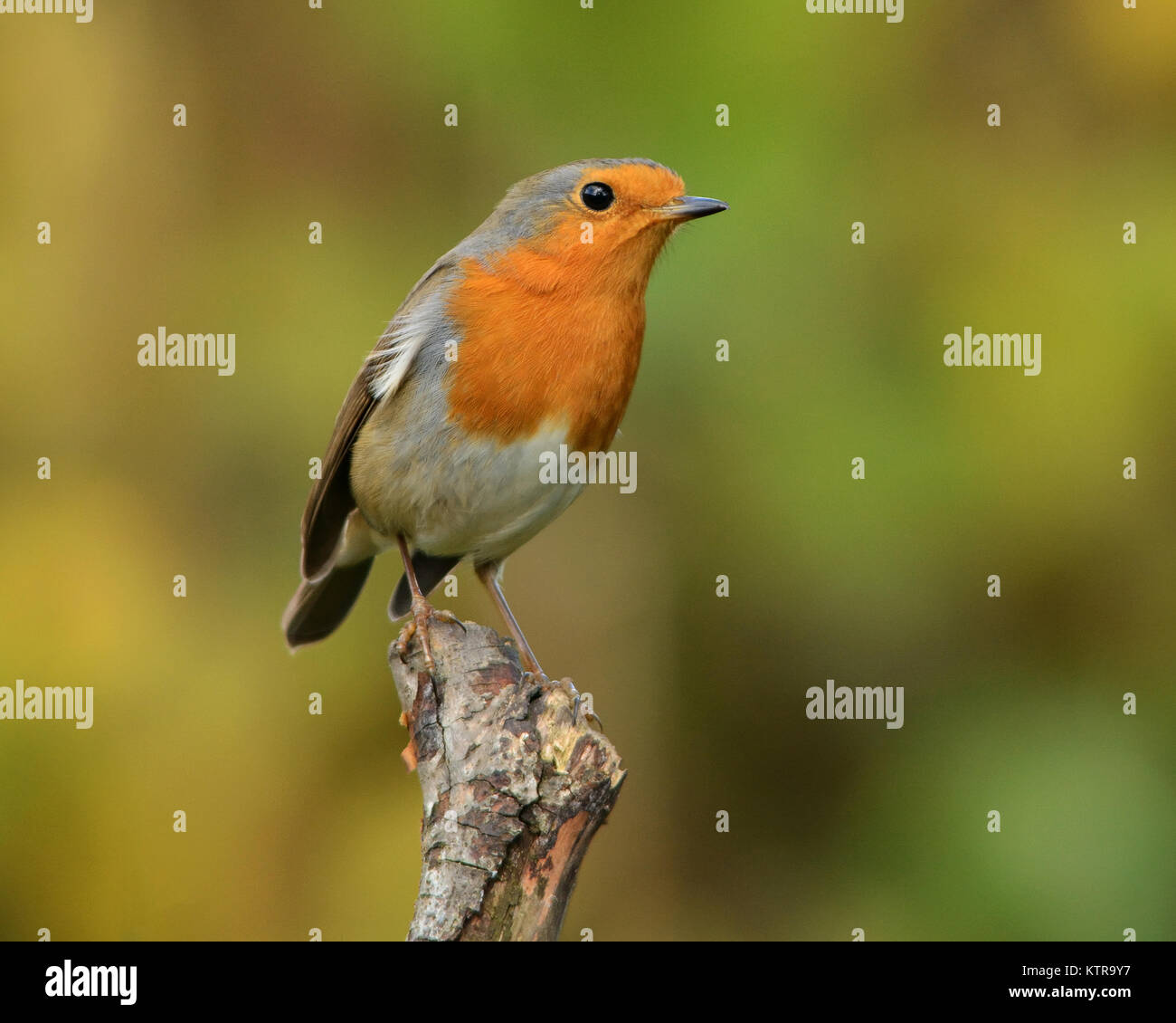 Robin on a stick perched in garden Stock Photo - Alamy
