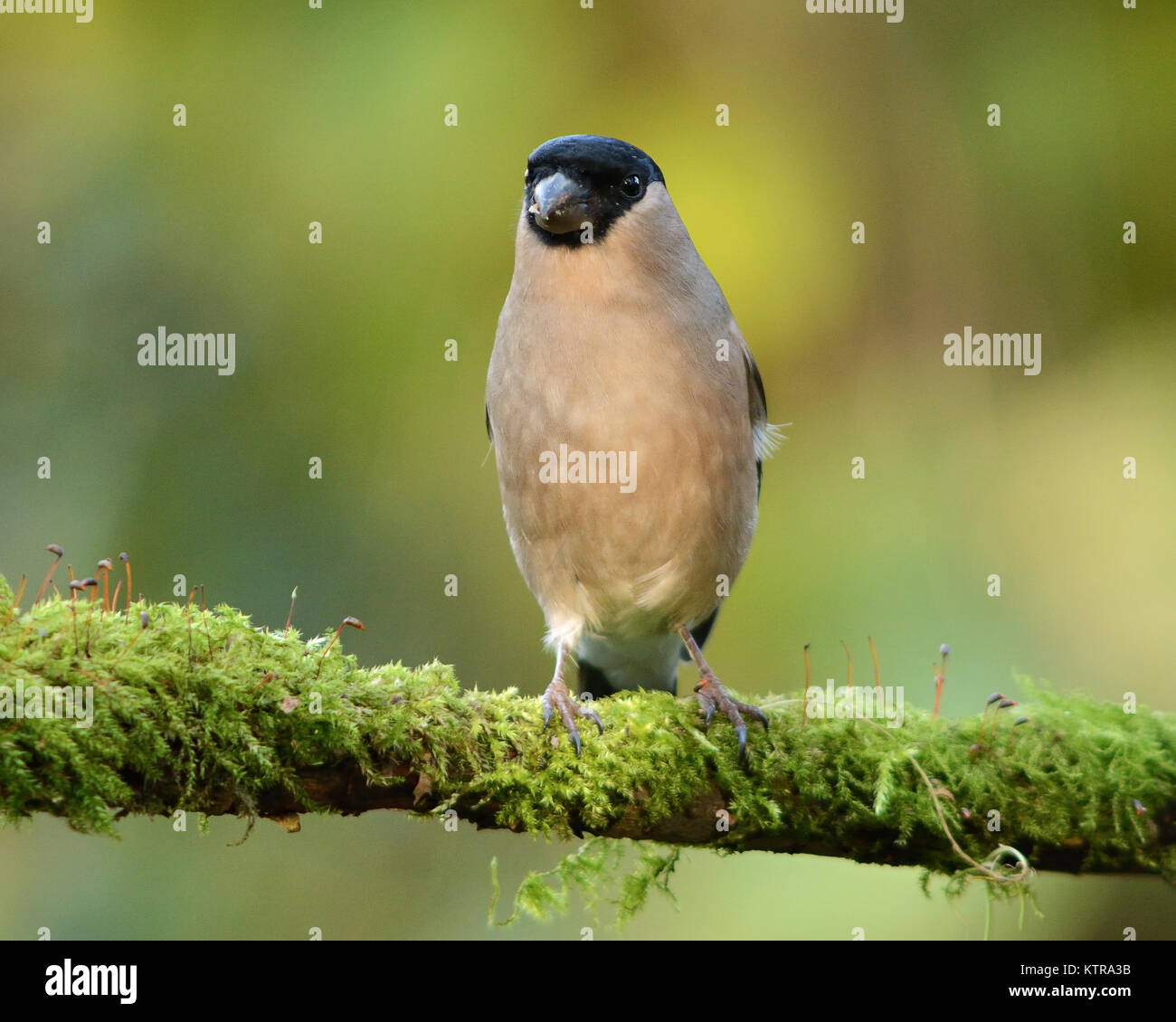 Female bullfinch on mossy stick Stock Photo - Alamy