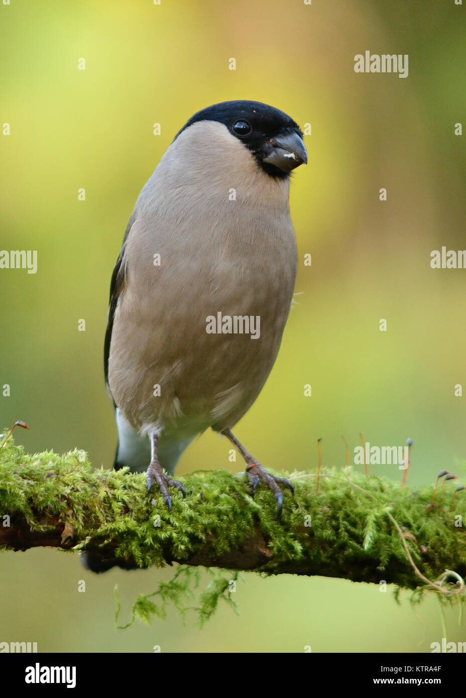 Female bullfinch on mossy stick Stock Photo - Alamy